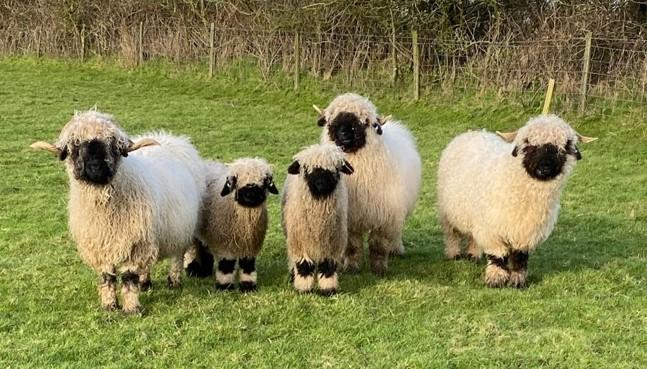 Berry Hall Cottages – Relax and enjoy Gower